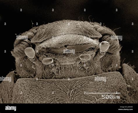 Frontal View Of A Water Beetle Coleoptera Driopidae Imaged In A