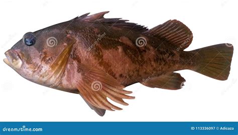 Gopher Rockfish Stock Image Image Of Rockfish Black 113336097