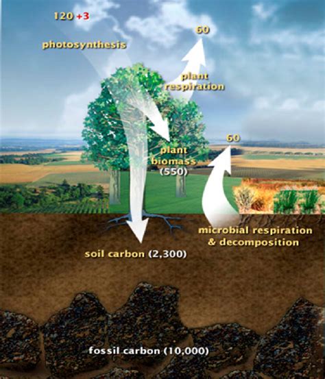 Lab 5 The Carbon Cycle