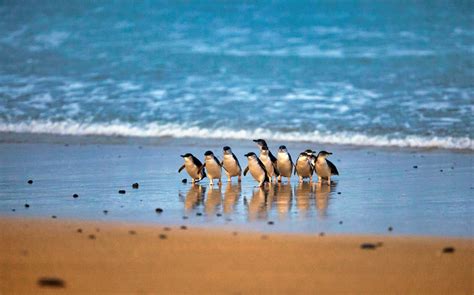 How To Watch Phillip Island Penguin Parade Tips Faqs And More