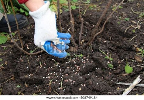 Fertilizer Trees Shrubs Stock Photos Images Shutterstock