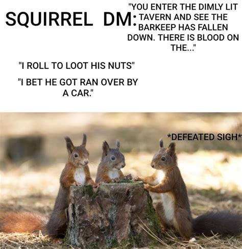 Nuts About Monday With 22 Funny Squirrel Memes For A Cracking Start To