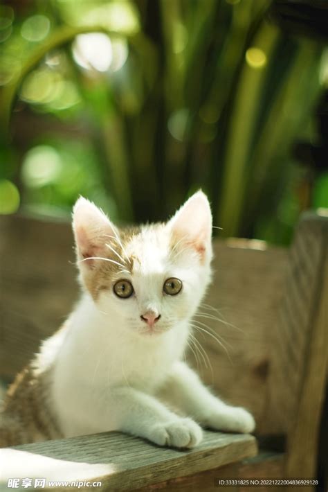 猫摄影图家禽家畜生物世界摄影图库昵图网