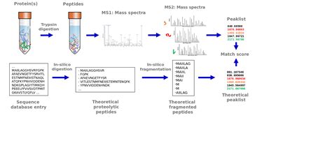 Slides Introduction To Proteomics Protein Identification Quantification And Statistical