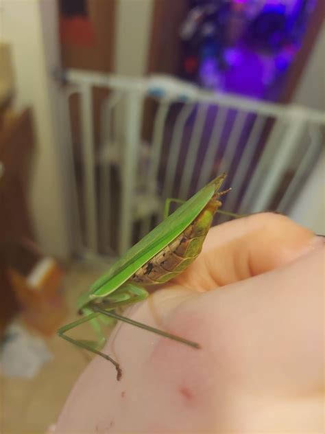 Can Anyone Tell Me Why Her Abdomen Looks Like This Rprayingmantis