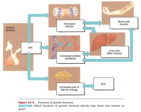 The Pituitary Gland Anatomy And Physiology