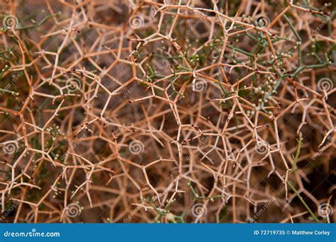 Shrub Branches Exhibiting Angular Branching Stock Image Image Of Twig Angular 72719735