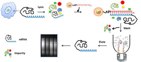 Rapid Mrna Isolation Made Easy With Magnetic Beads