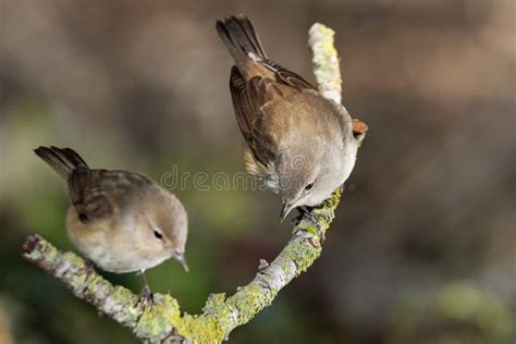 Garden Warblers Sylvia Borin One Unfocused Malta Mediterranean Stock