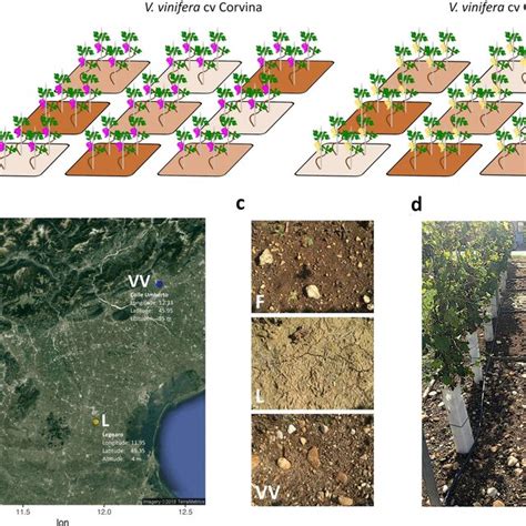 Experimental Design A Schematic Representation Of The Experimental