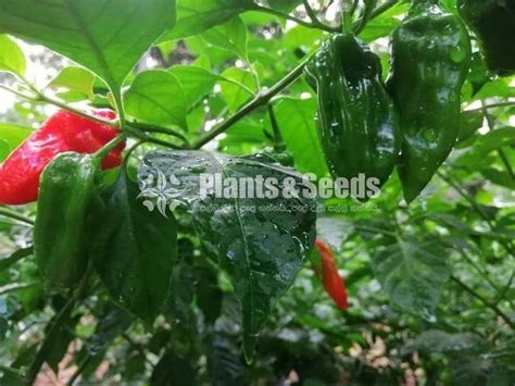 ඉතා උසස් තත්වයේ මිරිස් පැල Plants And Seeds