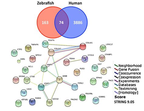 Functionally Overlapping Genes Were Compared Between Humans And