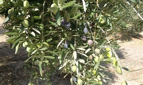 6 Best Varieties Of Olive Trees To Grow In Texas