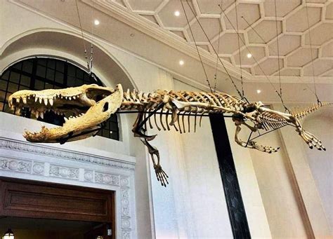 Lolong Crocodile In Museum Of Natural History Lolong National Museum