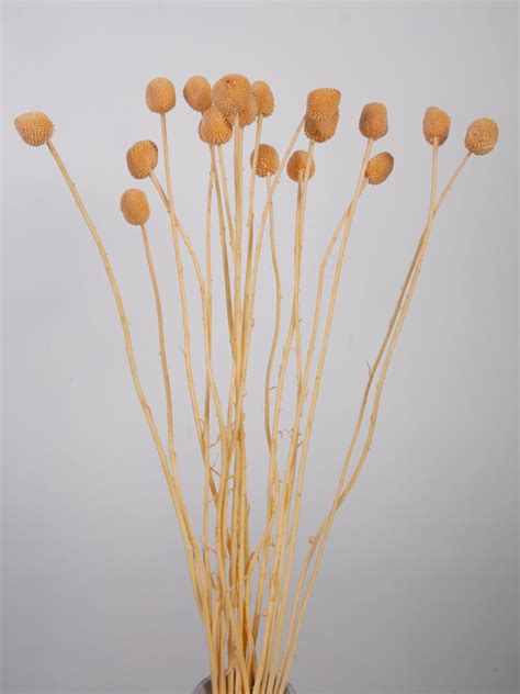 Краспедія стабілізована • Dfb Elements