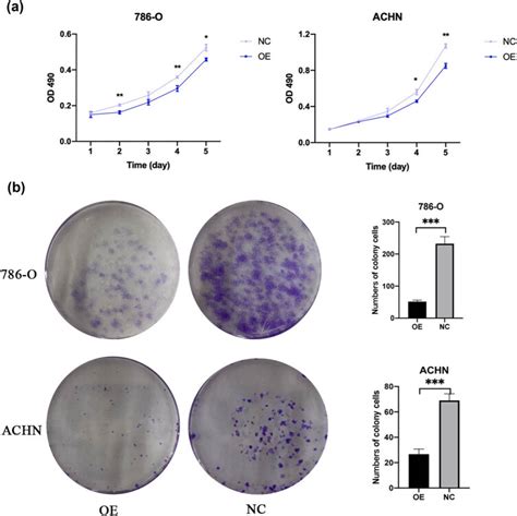 Antitumor Activity Of Runx3 Upregulation Of E Cadherin And