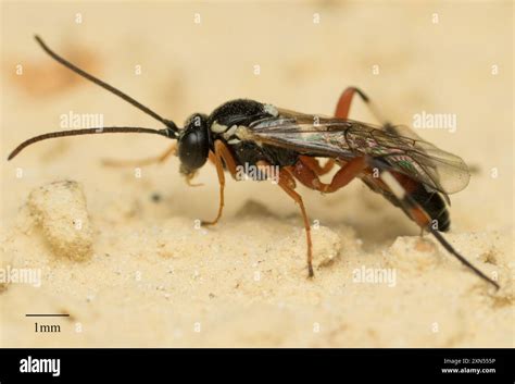 Common Hover Fly Parasitoid Wasp Diplazon Laetatorius Insecta Stock