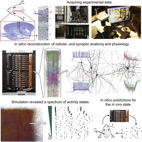 Reconstruction And Simulation Of Neocortical Microcircuitry Cell