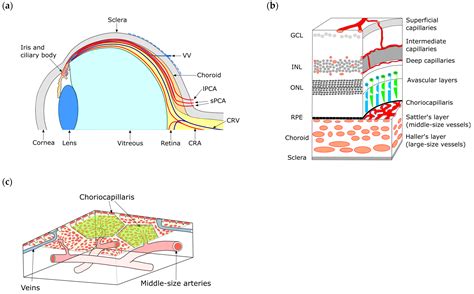 Molecular And Cellular Regulations In The Development Of The Choroidal