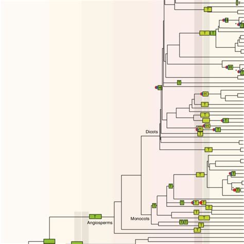 Plant Phylogenetic Scheme With Polyploidization Events Located In