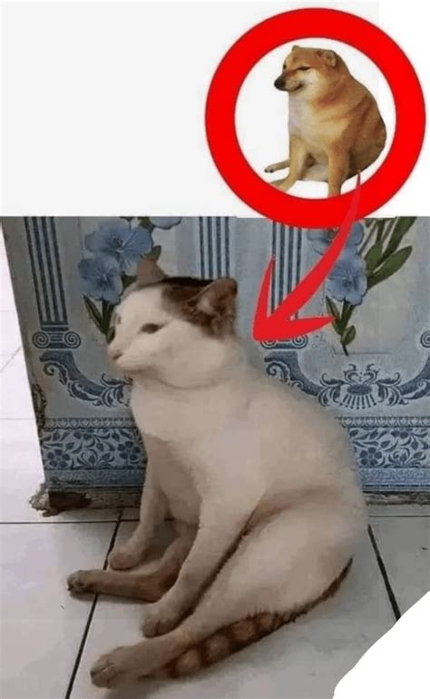 The Cate Credits Uoddphrase3194 Rmemes