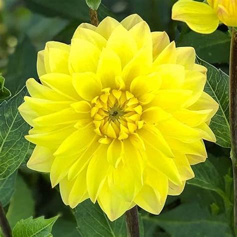 Do Dahlias Need Full Sun Yes They Do Conserve Energy Future