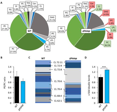 Deletion Of Paiap Alters Mitochondrial Lipid Profile A Comparative
