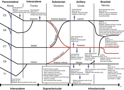 Brachial Plexus Diagam Diagram Quizlet