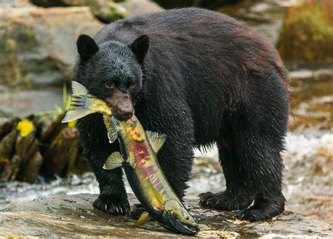 Ketchikan Alaska Shore Excursions