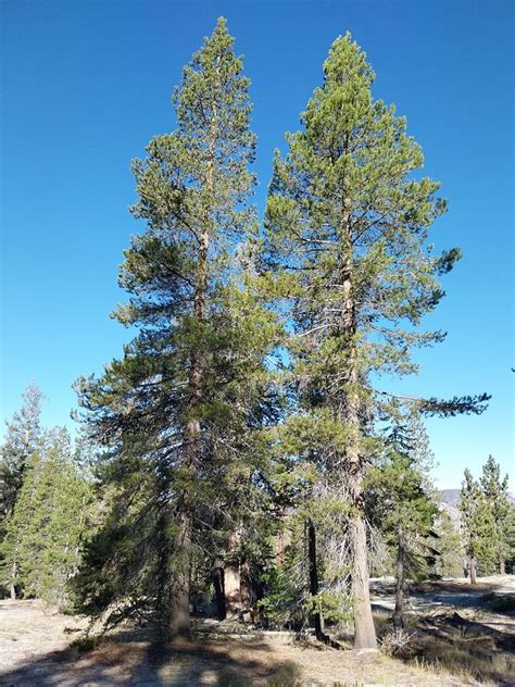 Lodgepole Pine Lp Forest Research