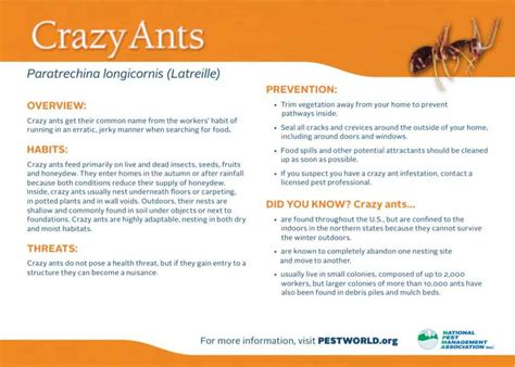 Crazy Ants Driving You Crazy Fullscope Pest Control