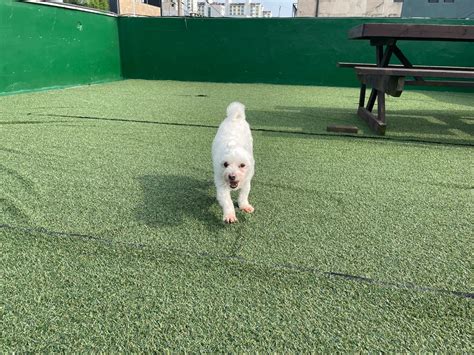 말티즈믹스뿌꾸 강아지책임분양 강아지분양 고양이분양 컴투펫 시츄 셔틀랜드쉽독 말티푸 미니핀 치와와 요크셔테리어 포메라니안 말티즈 분양