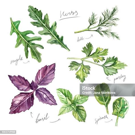 손으로 그린 요리 허브 바 질 시금치 파 슬 리 딜 및 Arugula 그림 수채화 설정 건강관리와 의술에 대한 스톡 벡터 아트 및 기타 이미지 건강관리와 의술 건강한