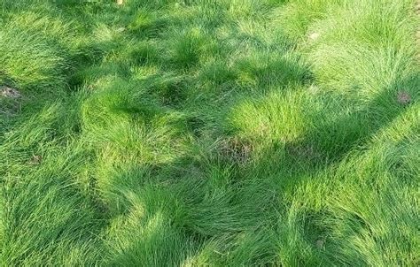 鼠茅草广东能种植吗 绿宝园林网
