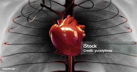 X 선 해골 의 내부 인간의 심장 박동 혈액을 펌핑 3d 일러스트 렌더 0명에 대한 스톡 사진 및 기타 이미지 0명 3d 스캔 3차원 형태 Istock