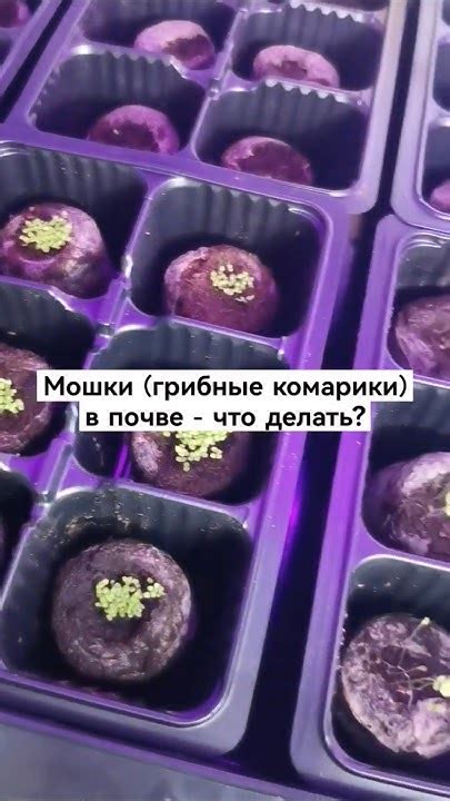 Мошки в грунте рассады что делать мошкивпочве грибныекомарики мошкиврассаде огороднаокне