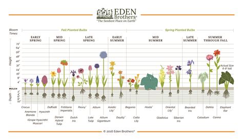 Bulb Planting Zones At Eugene Croce Blog