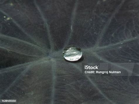 검은 칼라듐 잎에 투명한 빗물의 아름다운 방울 아침에 이슬 방울이 햇볕에 빛납니다 자연의 아름다운 잎 질감 자연 배경 0명에 대한 스톡 사진 및 기타 이미지 Istock