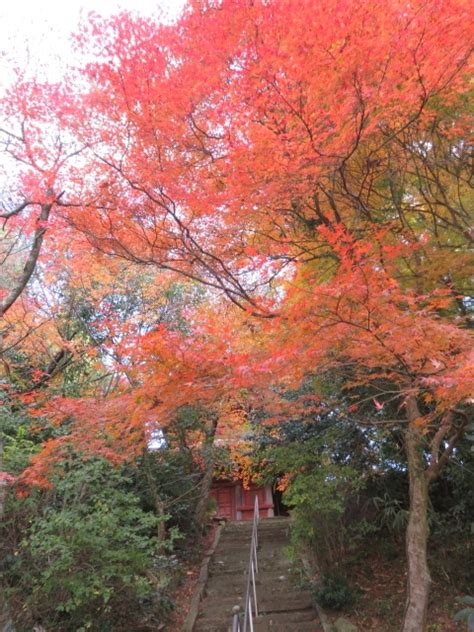 東光寺の紅葉 三木市吉川町 三田のはげおとん