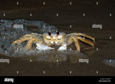 Ghost Crabs On The Beach At Night In Outer Banks North Carolina Stock