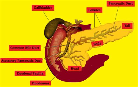 Gallbladder Labeled