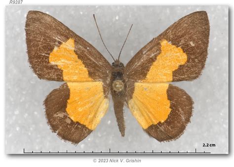 Mesene Leucopus Pinned Specimens