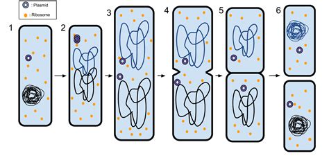 Mitosis Vs Binary Fission Difference And Comparison
