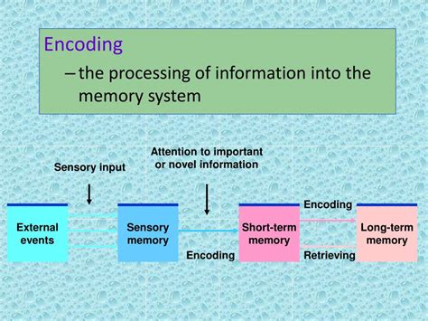 What Is Encoding In Psychology Simple Definition At Brad Schaffer Blog