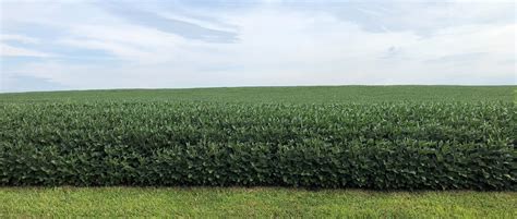 Estimating Soybean Yield Knox County Agricultural News
