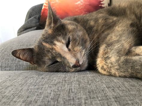 How To Make A Coreml Image Classifier With Turi Create By Gabriel