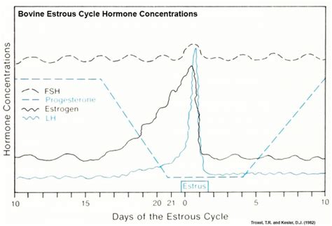 Cow Estrous Cycle Diagram Conventional Method Of Oestrus