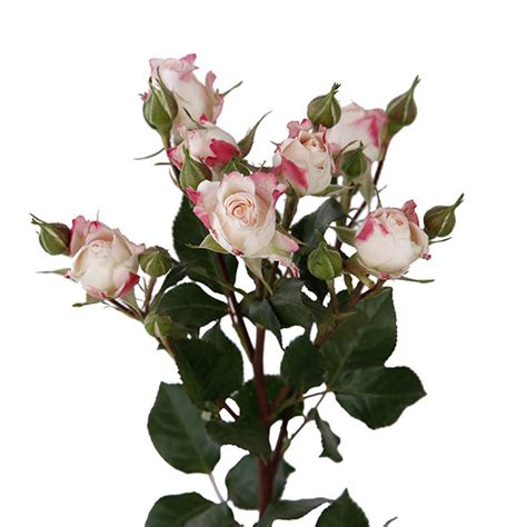 Spray Rose Reflex Superb Flora