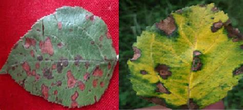 Image Preprocessing A Original Image B Grayscale Image Download Scientific Diagram