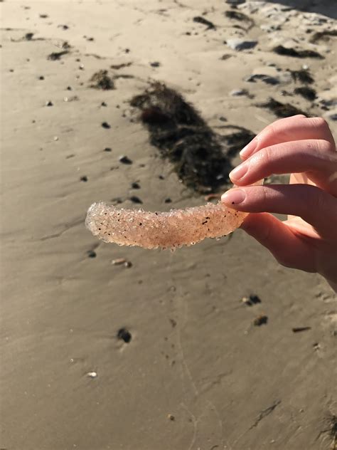 What Is This Squishy Thing I Found At The Beach Southern Ca R Whatisthisthing